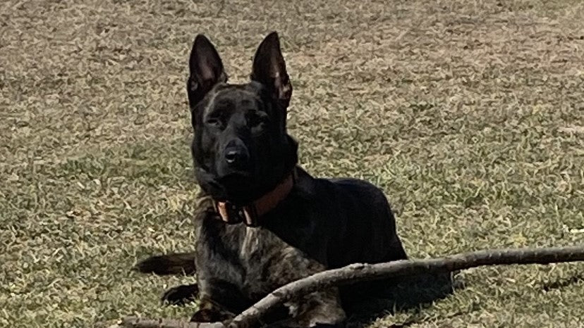 Meet Turbo! – äusen